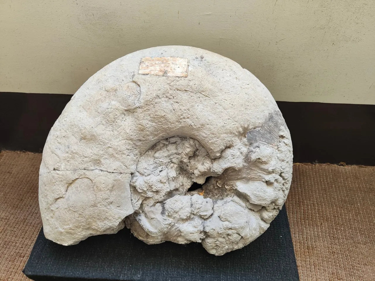 Science week (prehistoric molluscs) 👨‍💻🧠/ Moluscos prehistoricos...