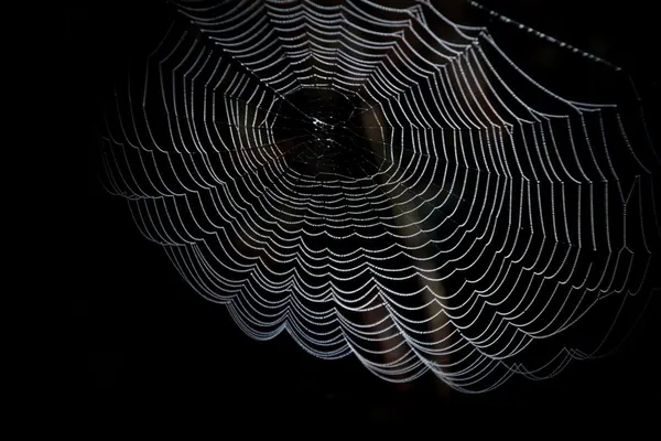 Using Tor with the Python Requests Library Using Tor with the Python Requests Library