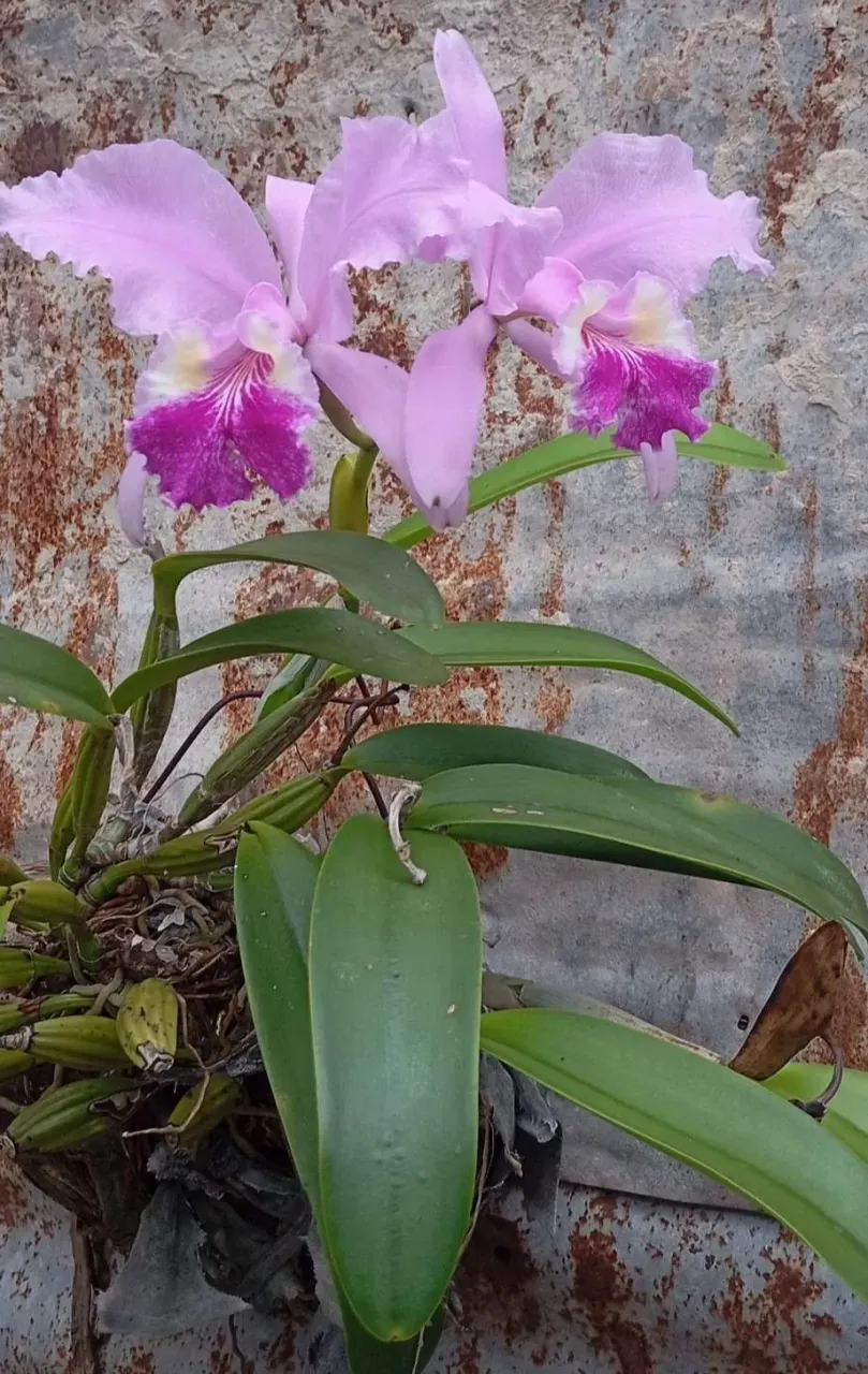 Una maravillosa flor de mi jardín 🏡/A wonderful flower from my gar...