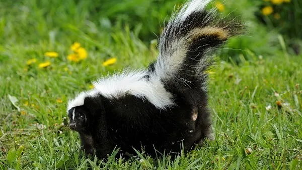 El Zorrillo o Mapurite