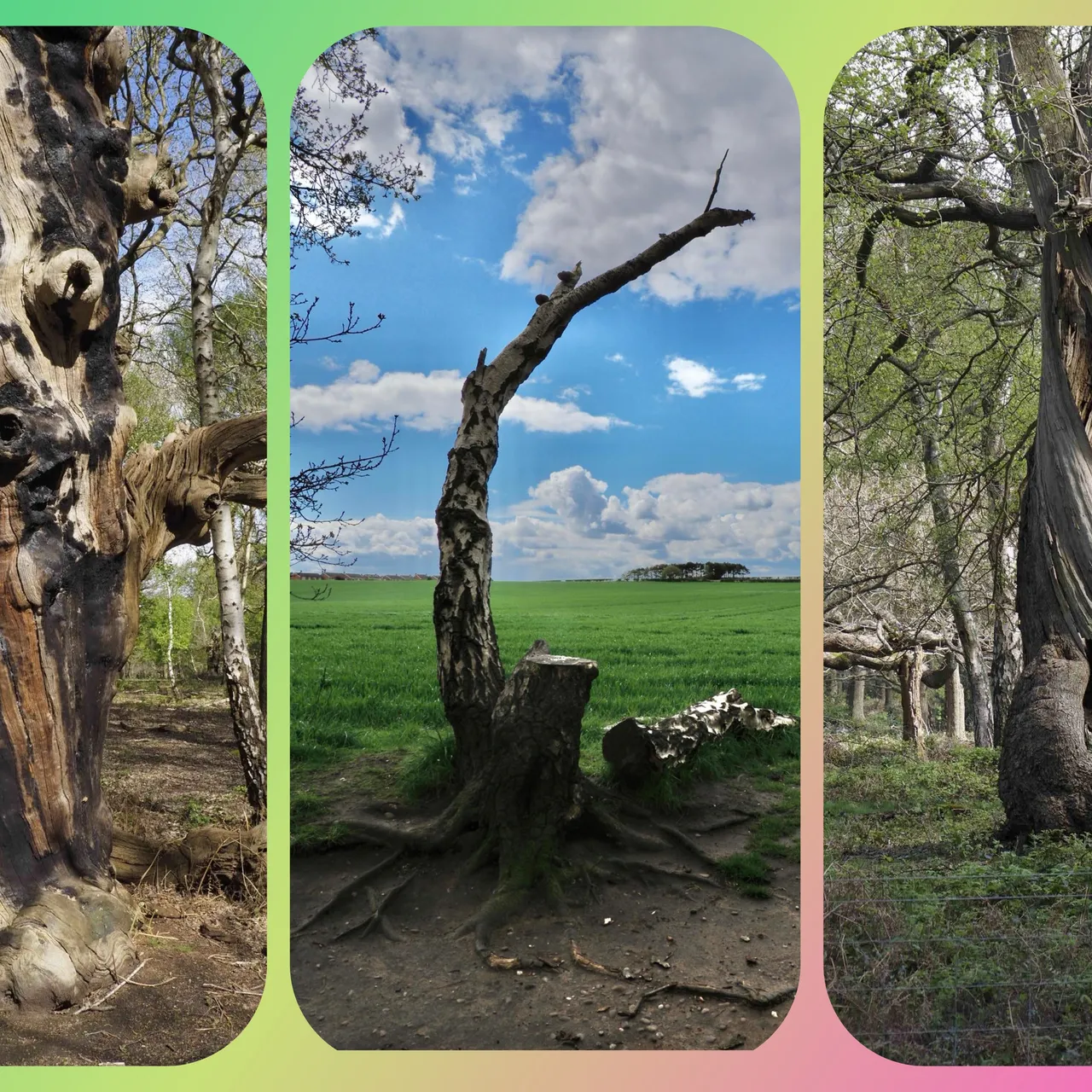 Exploring Sherwood Forest: Hiding Place of Robin Hood