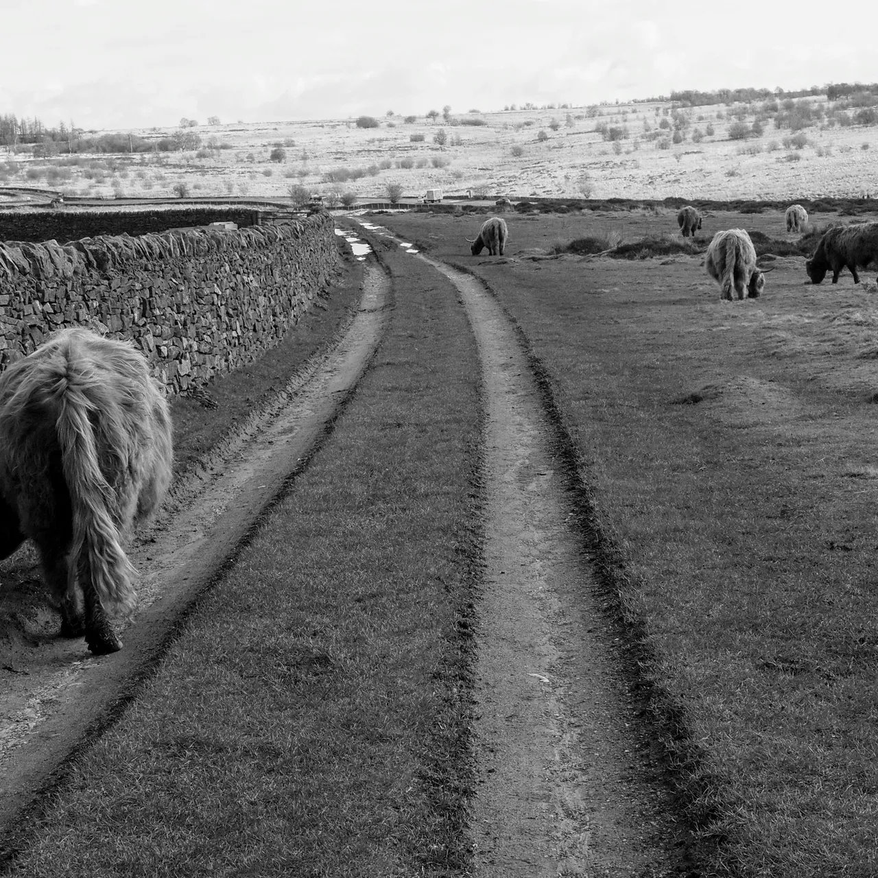 A Ramble in the English Countryside