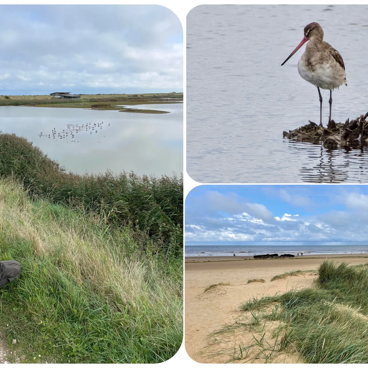 A Visit to the Titchwell RSPB Nature Reserve, Norfolk, UK