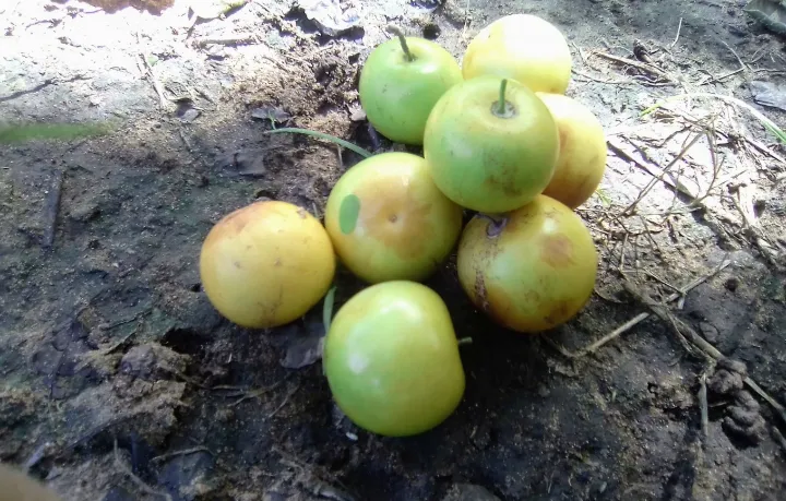 ESP-ING. El fruto de ponsigue / The fruit of Ponsigue