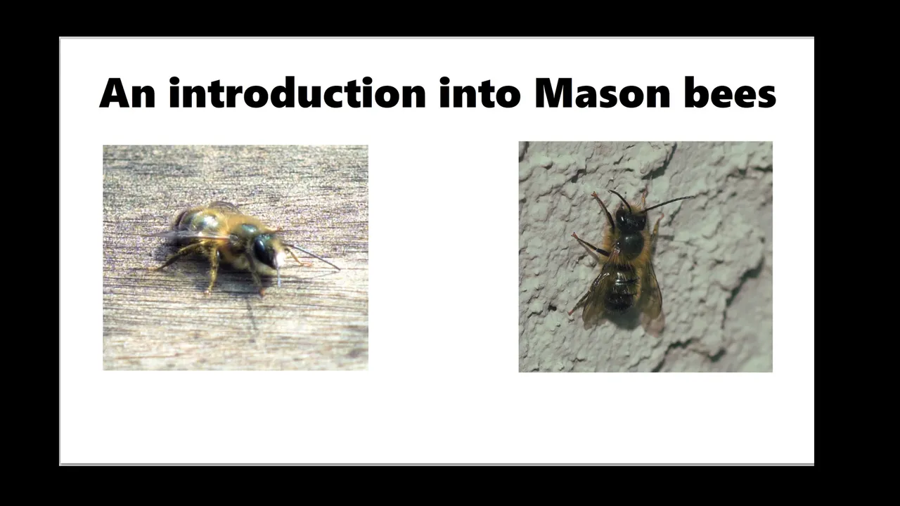 An introduction into mason bees video