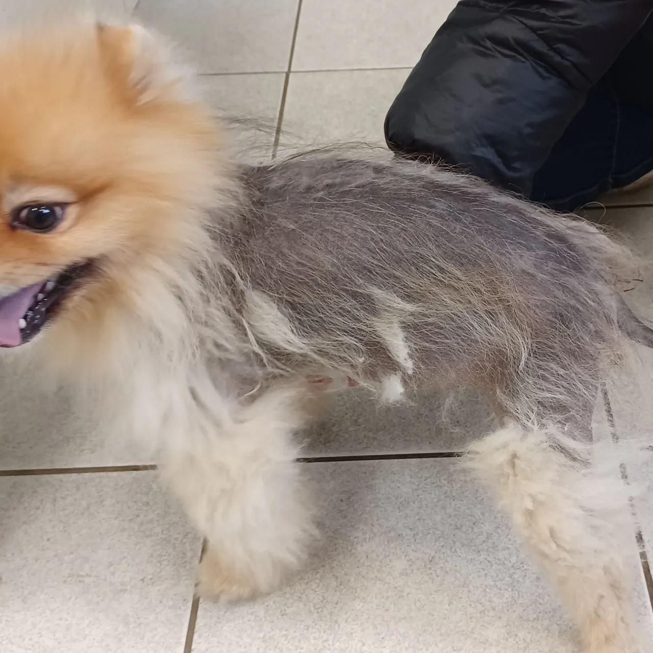 What really causes Alopecia in Animals