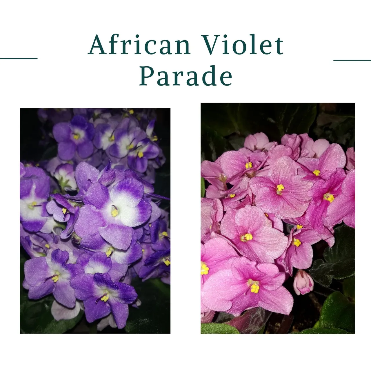 African Violet Parade