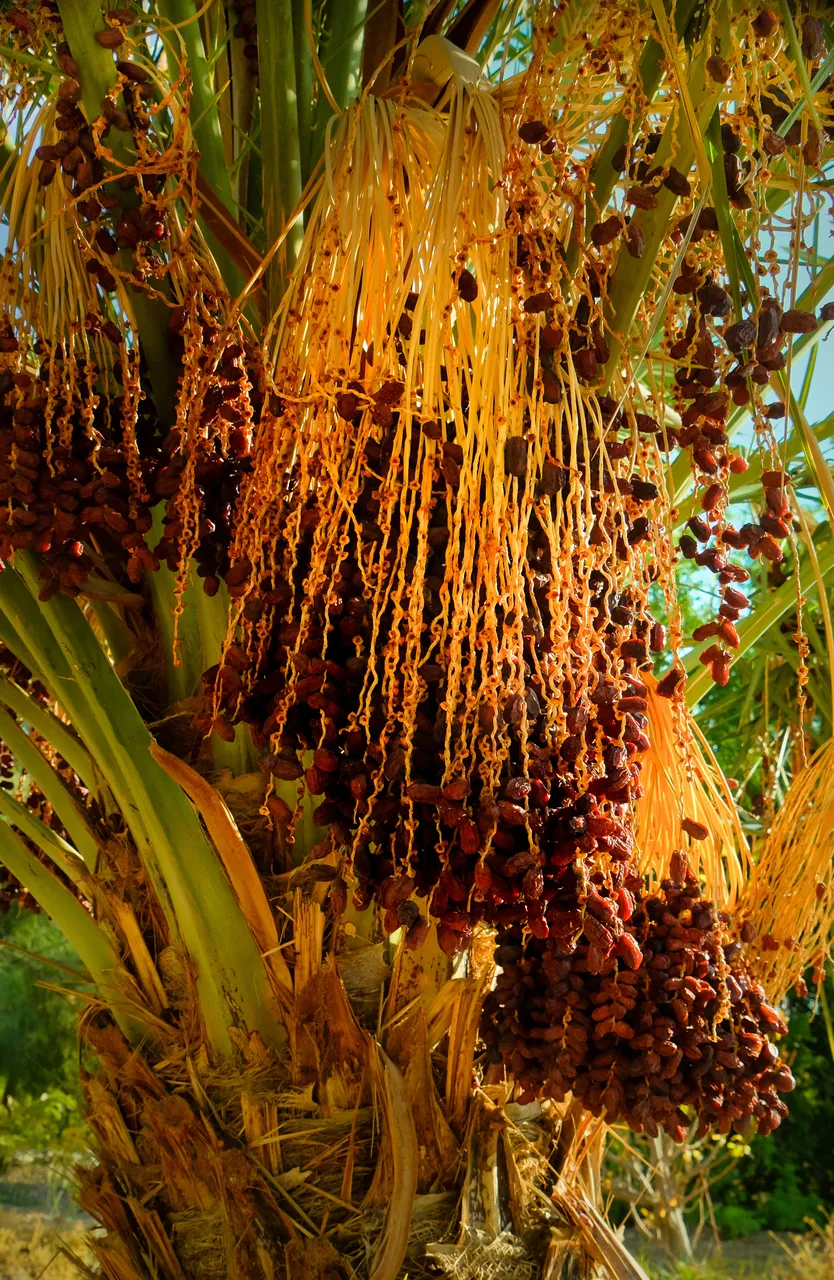 Nature's Plenty - Christmas at the Equator