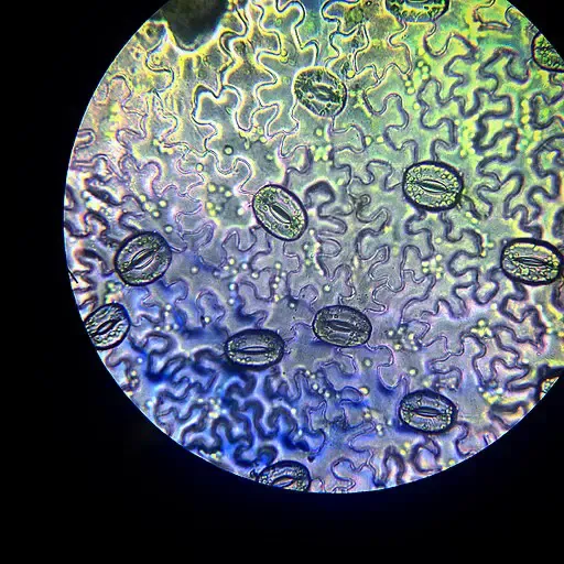 Recommendations for determining leaf shape, trichome types and stom...
