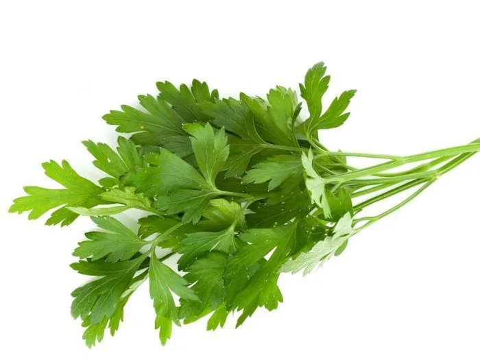 7 Wonderful Parsley Health Benefits