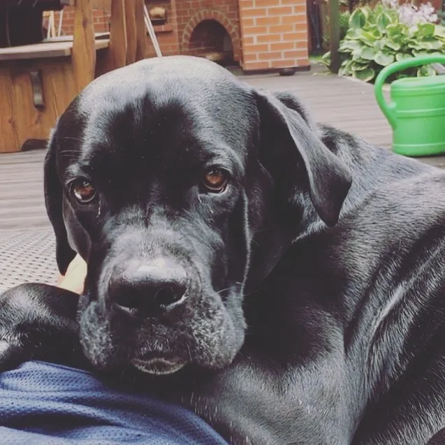 3000 Steem Power Delegation 20 Winners - Xemurai #5 - MyCoinvest Sp...