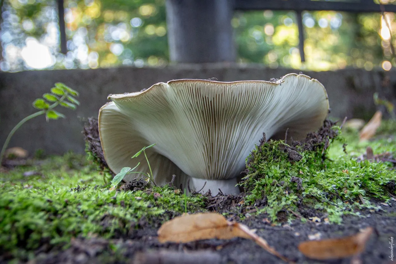 Strangers in the Garden