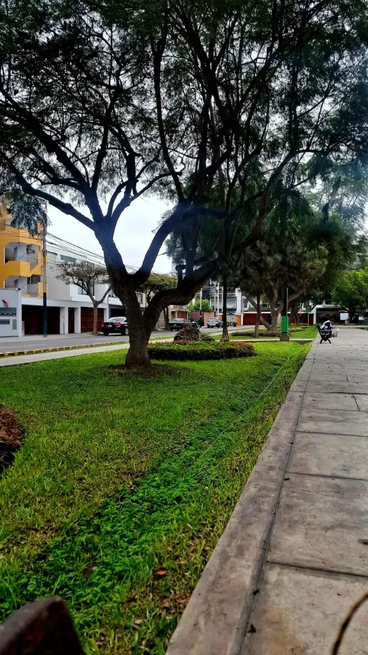 A breath among trees / Un respiro entre árboles 🍃 [Esp/Eng]