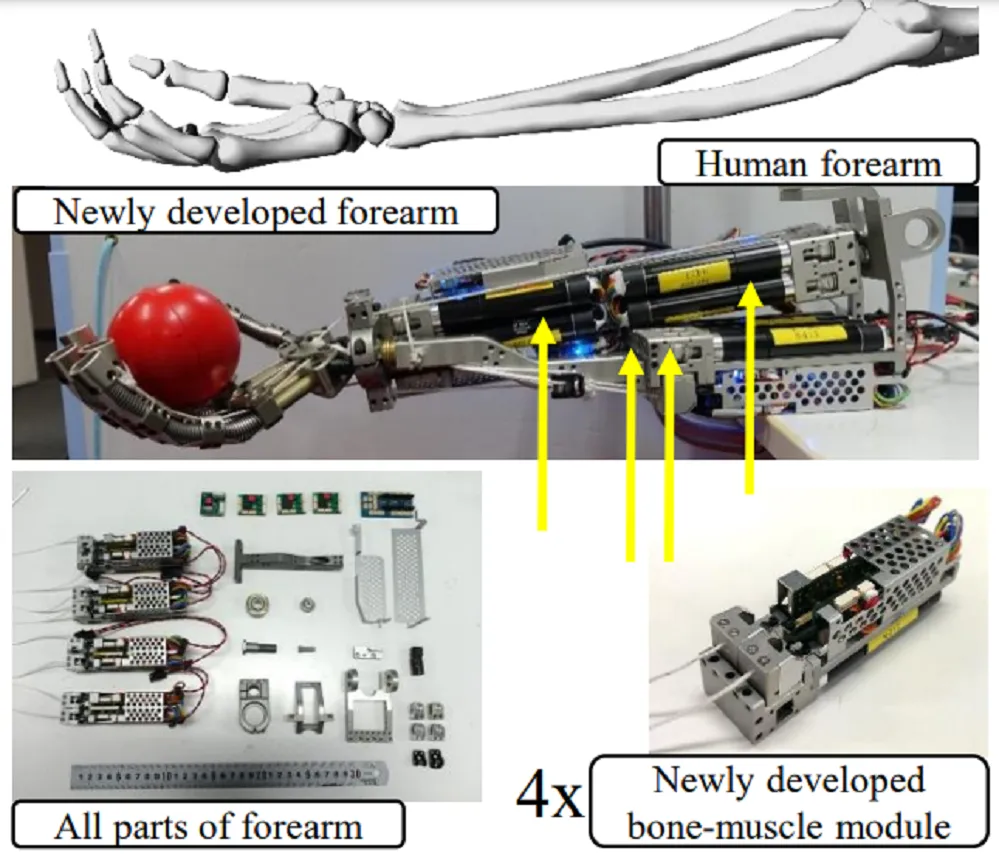 Robot with “bones and muscles”.