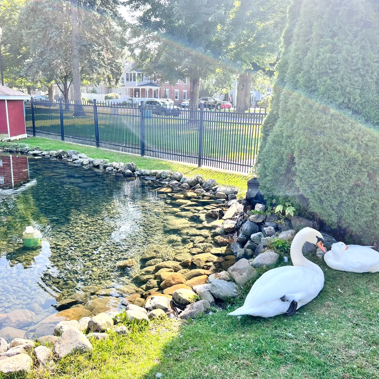 Visiting the Swans at Village Green Park (Swanton, VT)