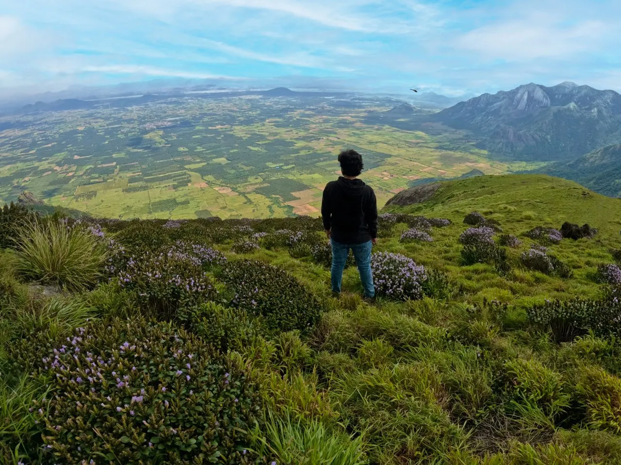 At the top of the Kallippara Hills, Neelakuriji bloomed. 🌸