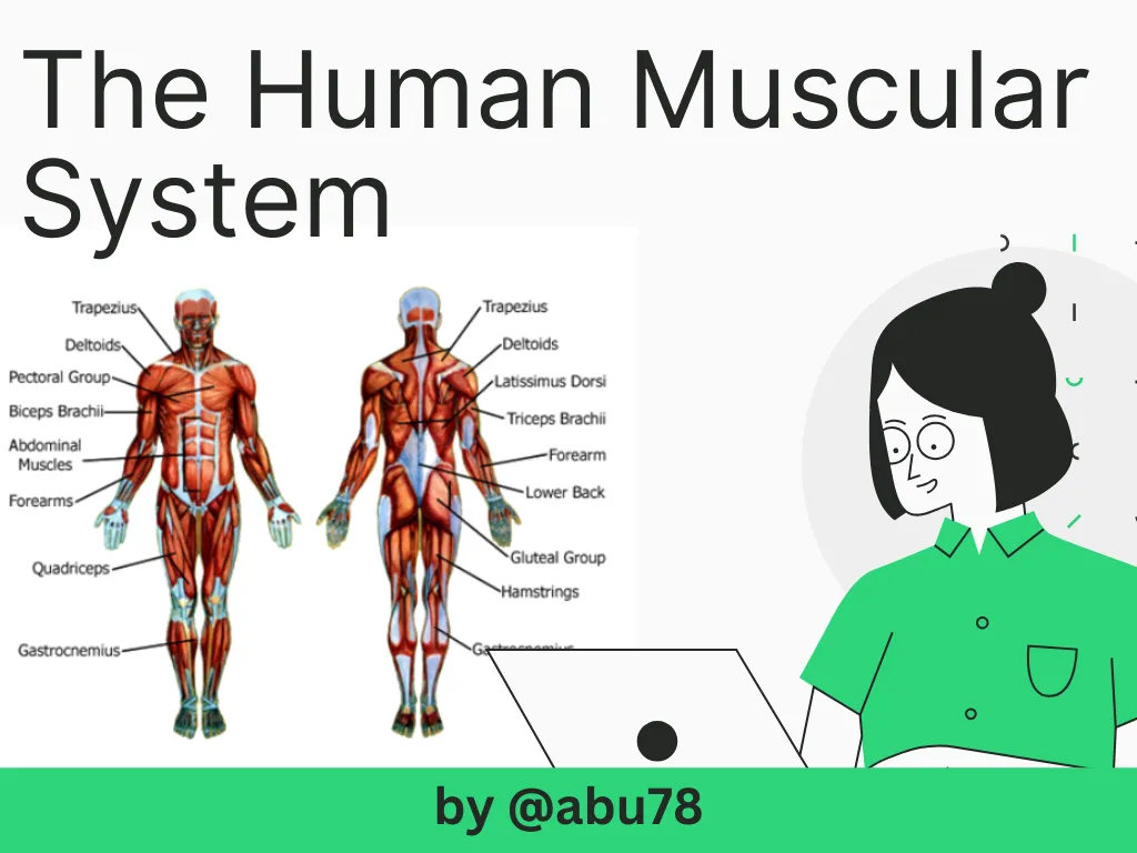 The Human Muscular System, structure and functions