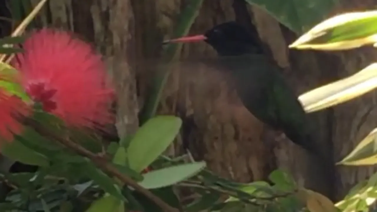 Young Jamaican Doctor Birds in the Sanctuary this Morning