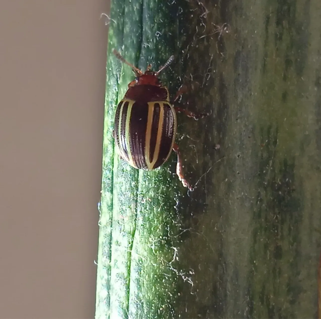 Small beetle / Pequeño escarabajo