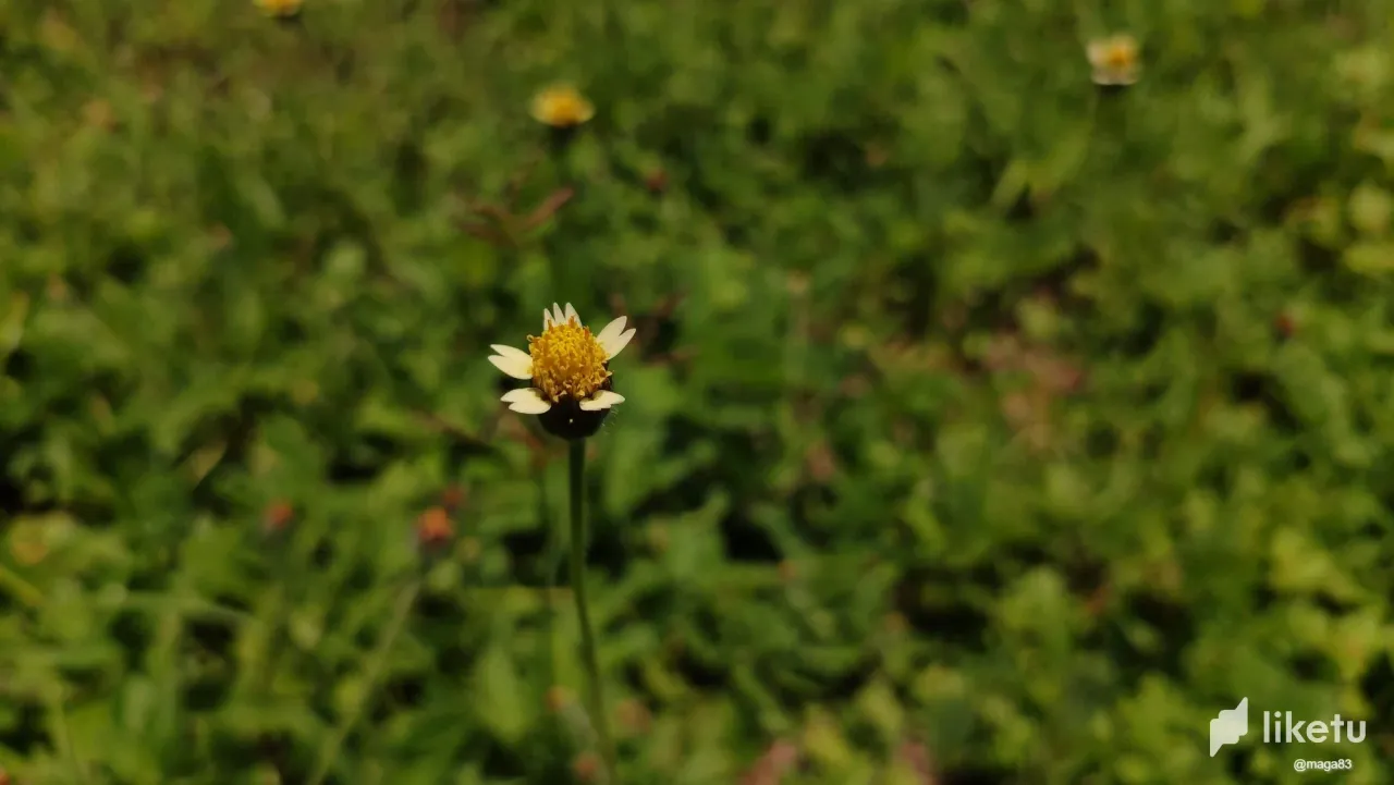 [ES] [EN] Un momento de flores / A flowers Time