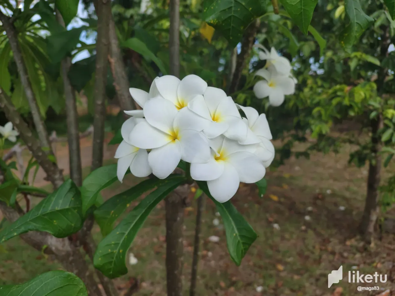 [ES] [EN] Un momento de flores / A flowers Time