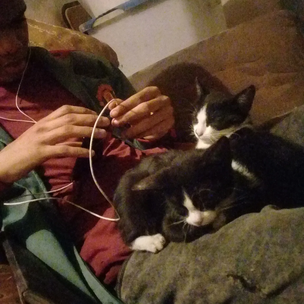 Soneto A Un Gato Curioso / Sonnet to a Curious Cat