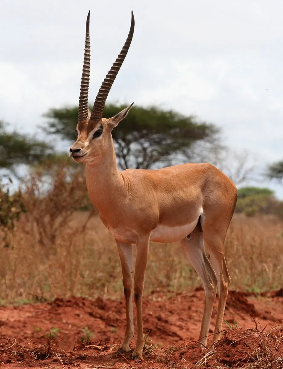 THE LEGEND OF THE GAZELLE GIRL // LA LEYENDA DE LA NIÑA GACELA