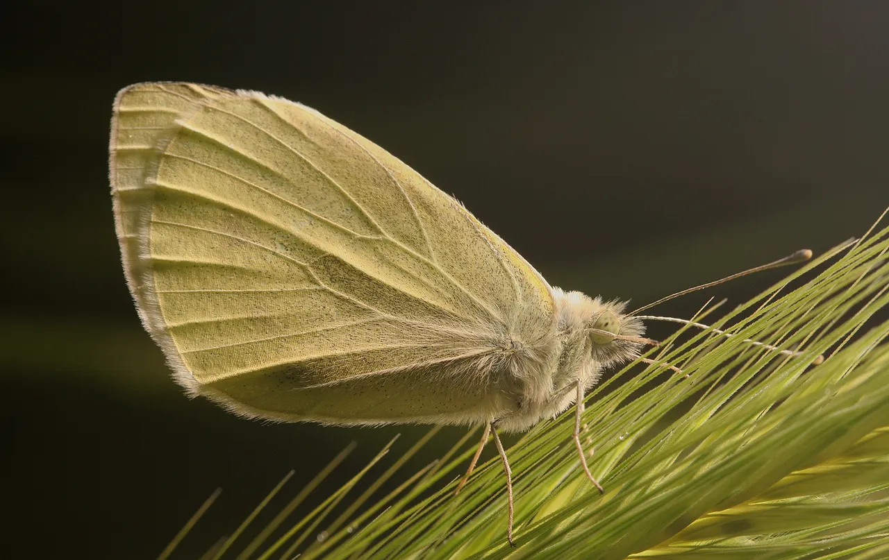 FIVE INSECTS IN PHOTOGRAPHS FROM 2009