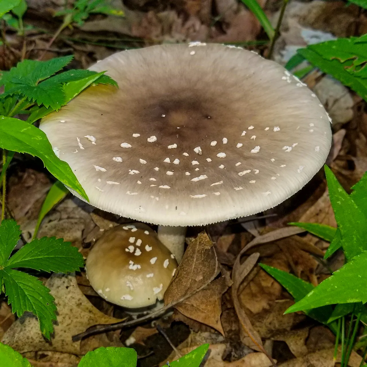 Mushroom Monday