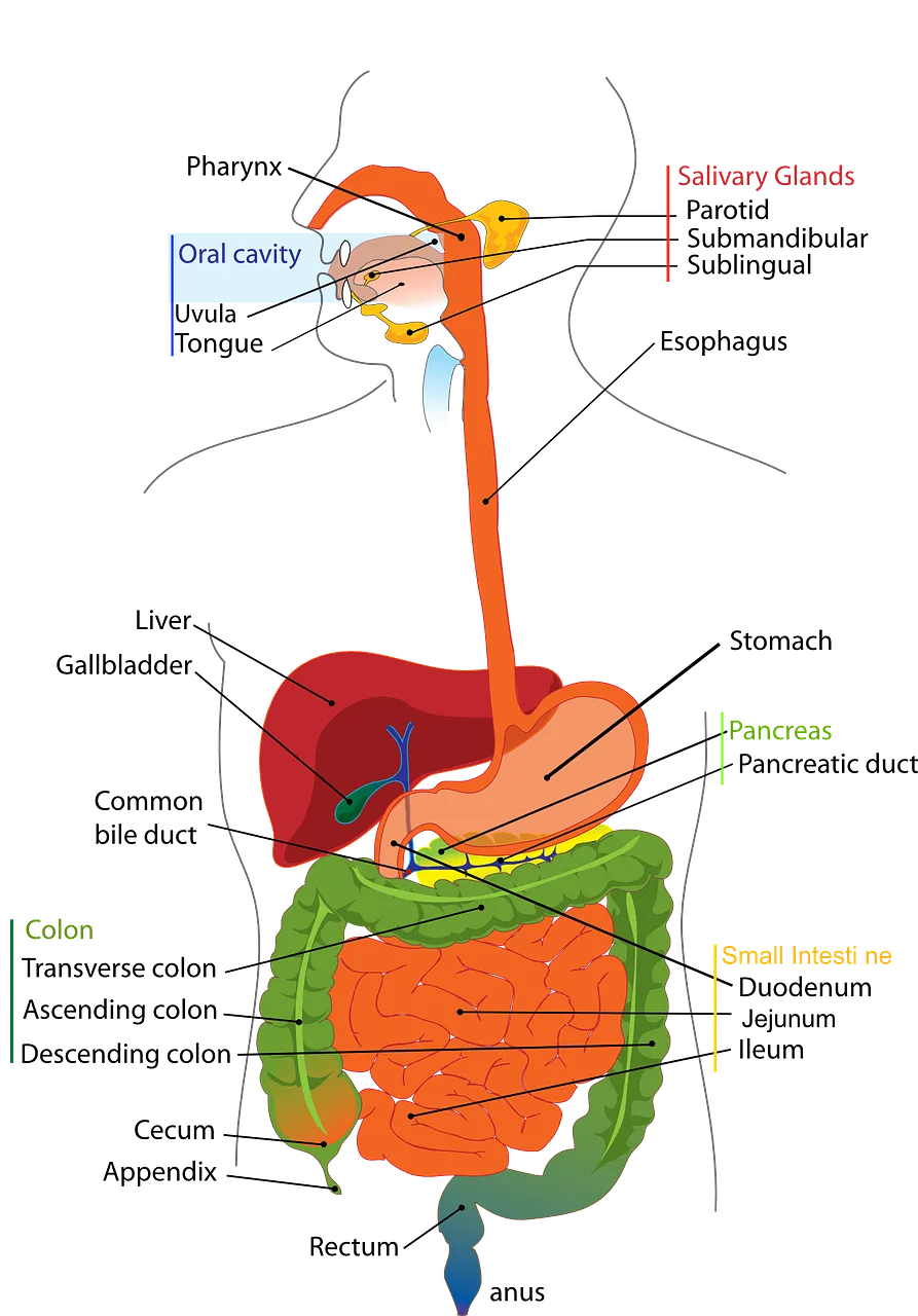 The Digestive System