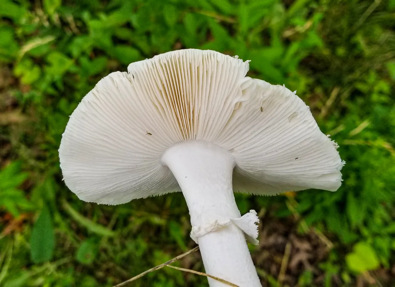 Mushroom Monday