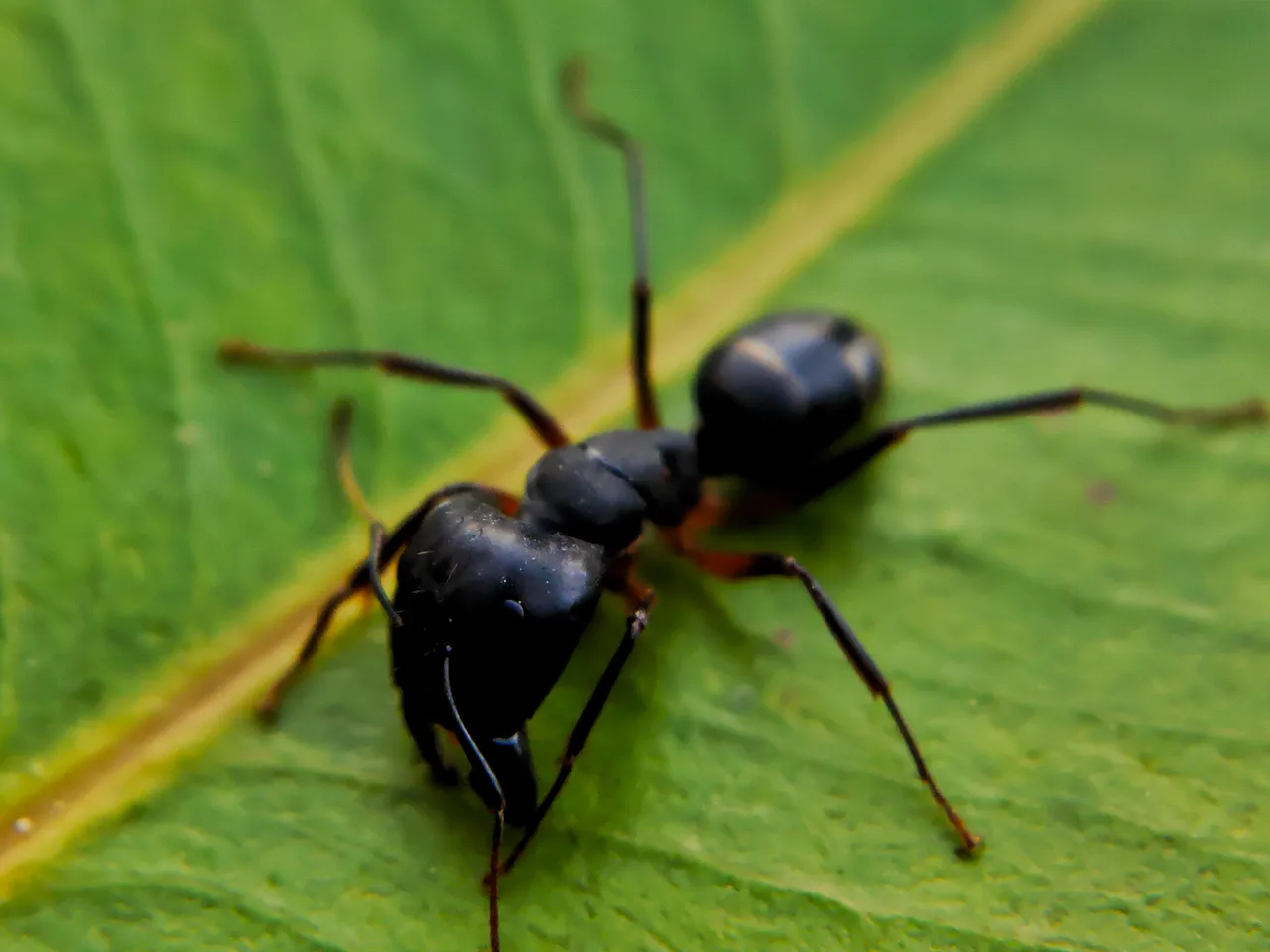 Fascinating Insects Photography - Blank Ant 🐜 🐜..