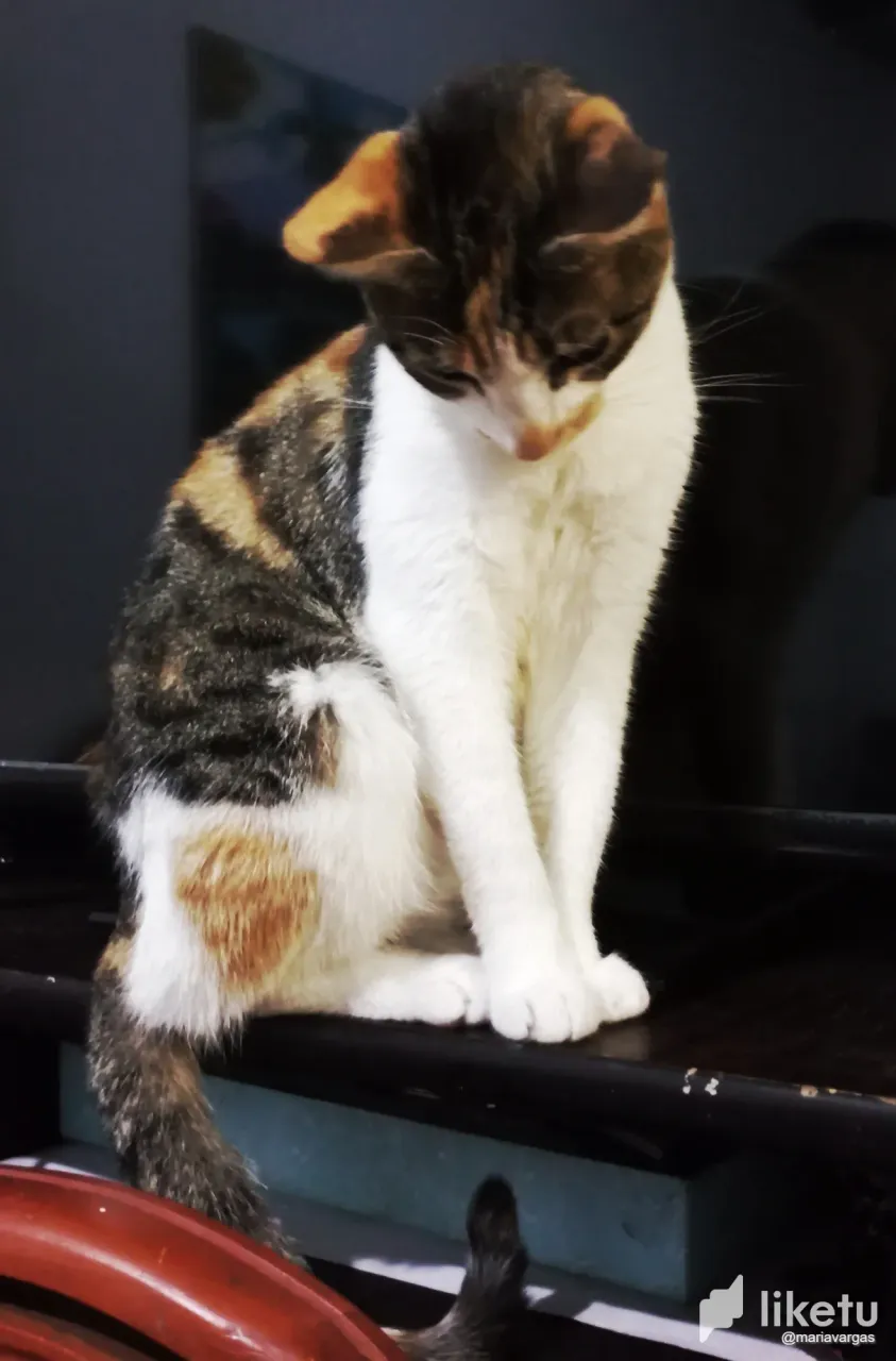 Susie, the model pet | Susie, la mascota modelo (EN/ES)