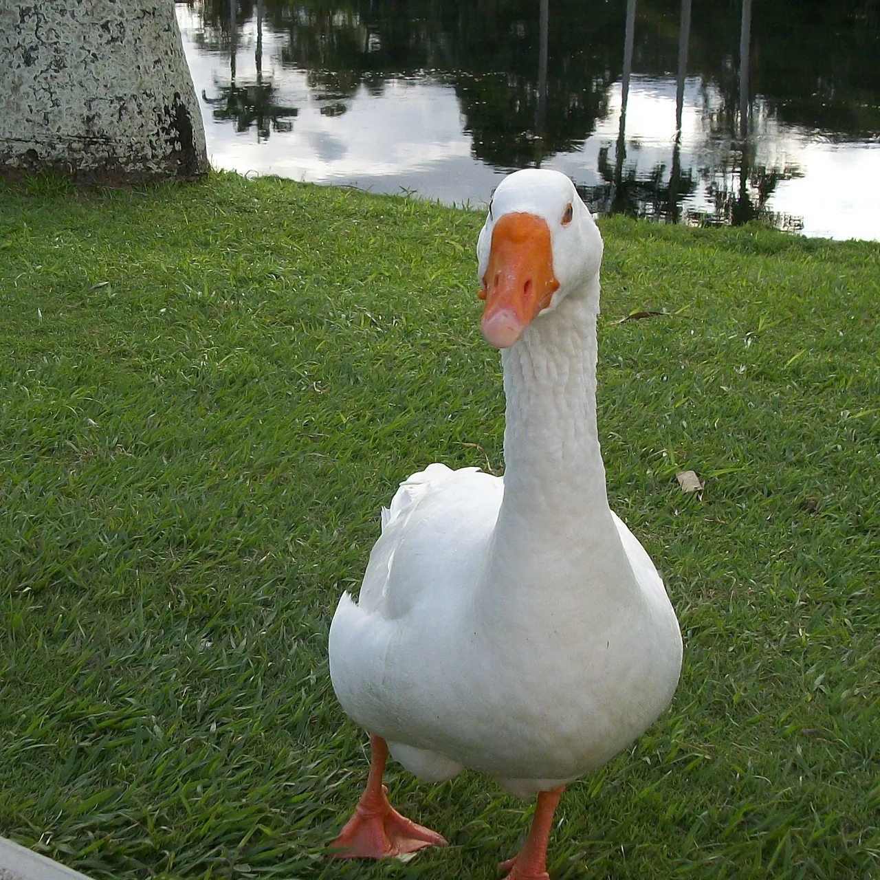 Pure Ducks / Puros Patos