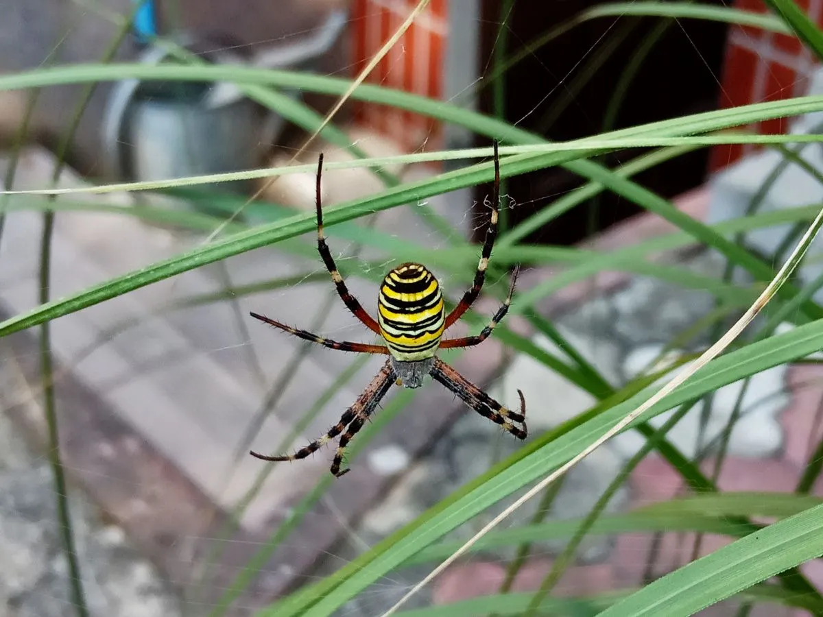 The most beautiful spider in Poland / Najpiękniejszy pająk w Polsce...