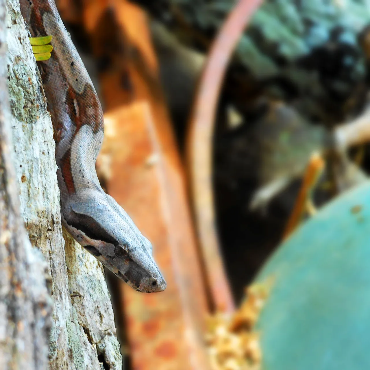 Little interaction with a Boa Constrictor - [ENG-ESP]