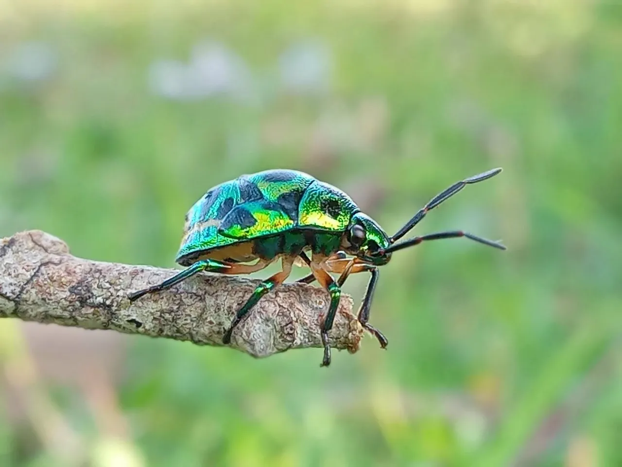 Shield Beetle
