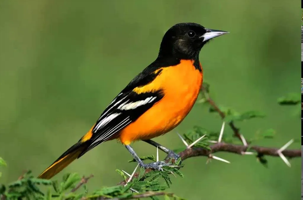 TURPIAL AVE NACIONAL DE VENEZUELA