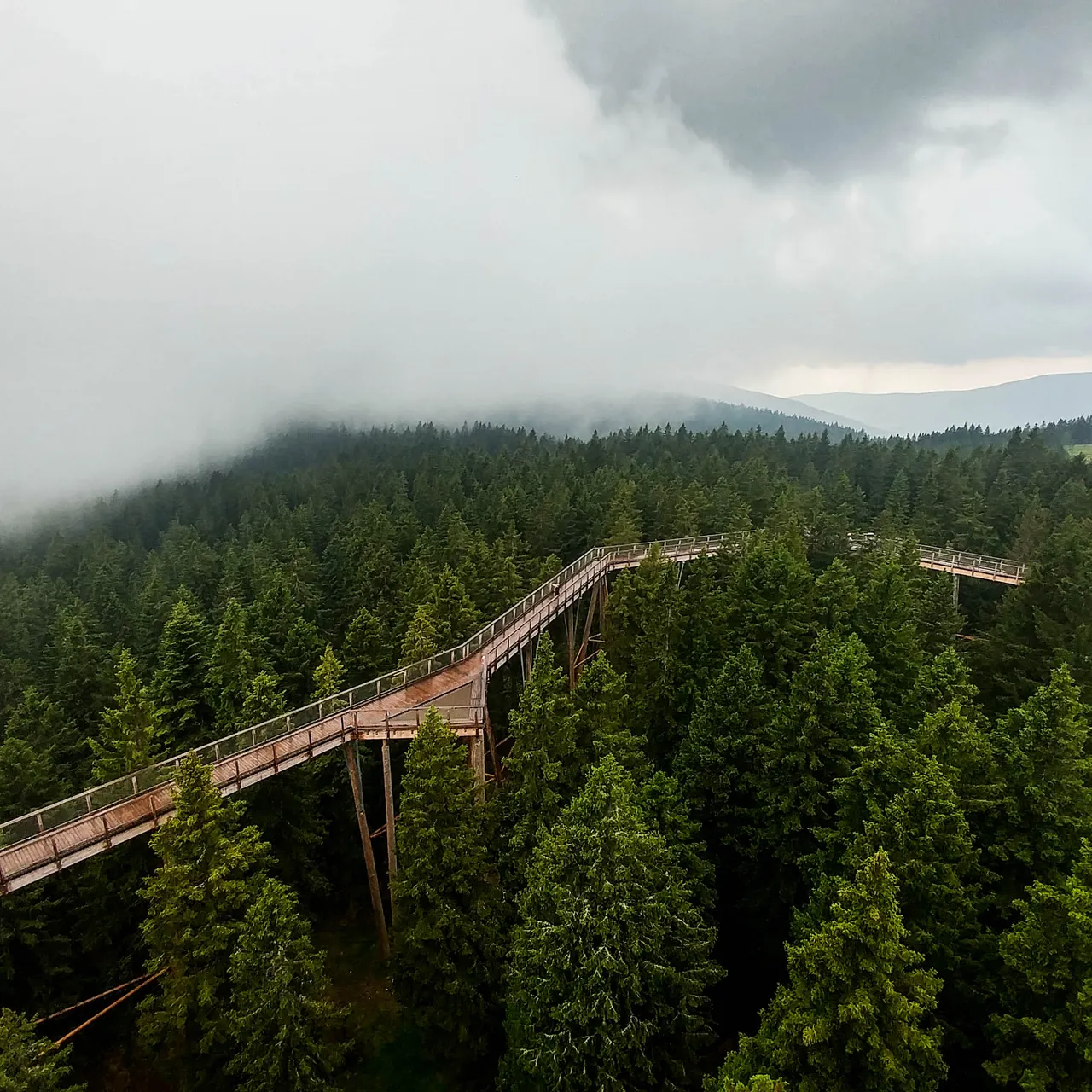 The treetop walk on Rogla (Slovenia)