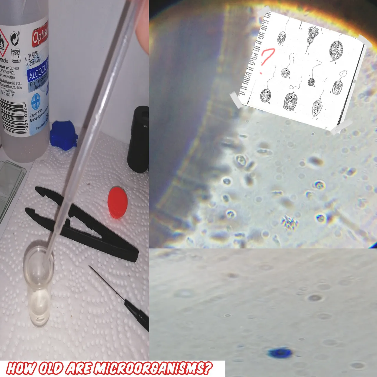 When did the first microorganisms appear?🧠🧫 / Cuando aparecieron ...