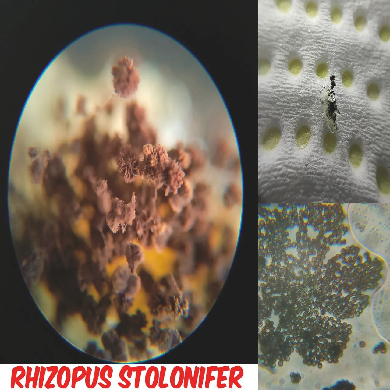 Studying (Rhizopus stolonifer)🔬🧠 / Estudiando la especie (Rhizopu...