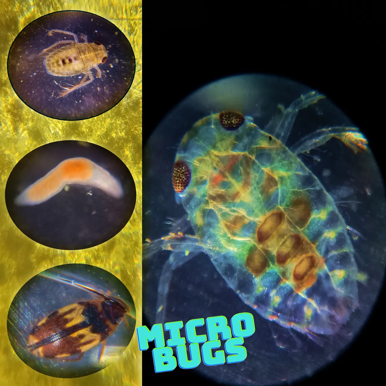 Learning from microfauna🔬🧠 / Aprendiendo de la microfauna🧫
