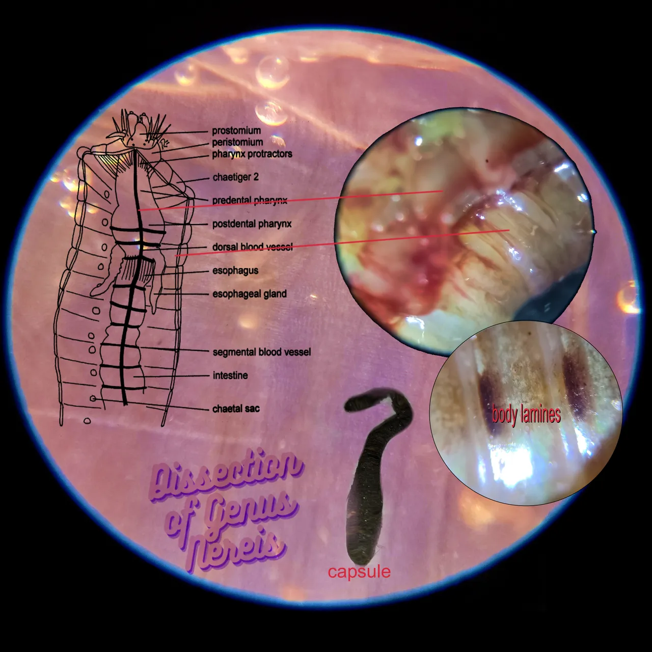 Dissection of Genus Nereis🧠 / Diseccion de Genero Nereis🧫🔬(En-Es...