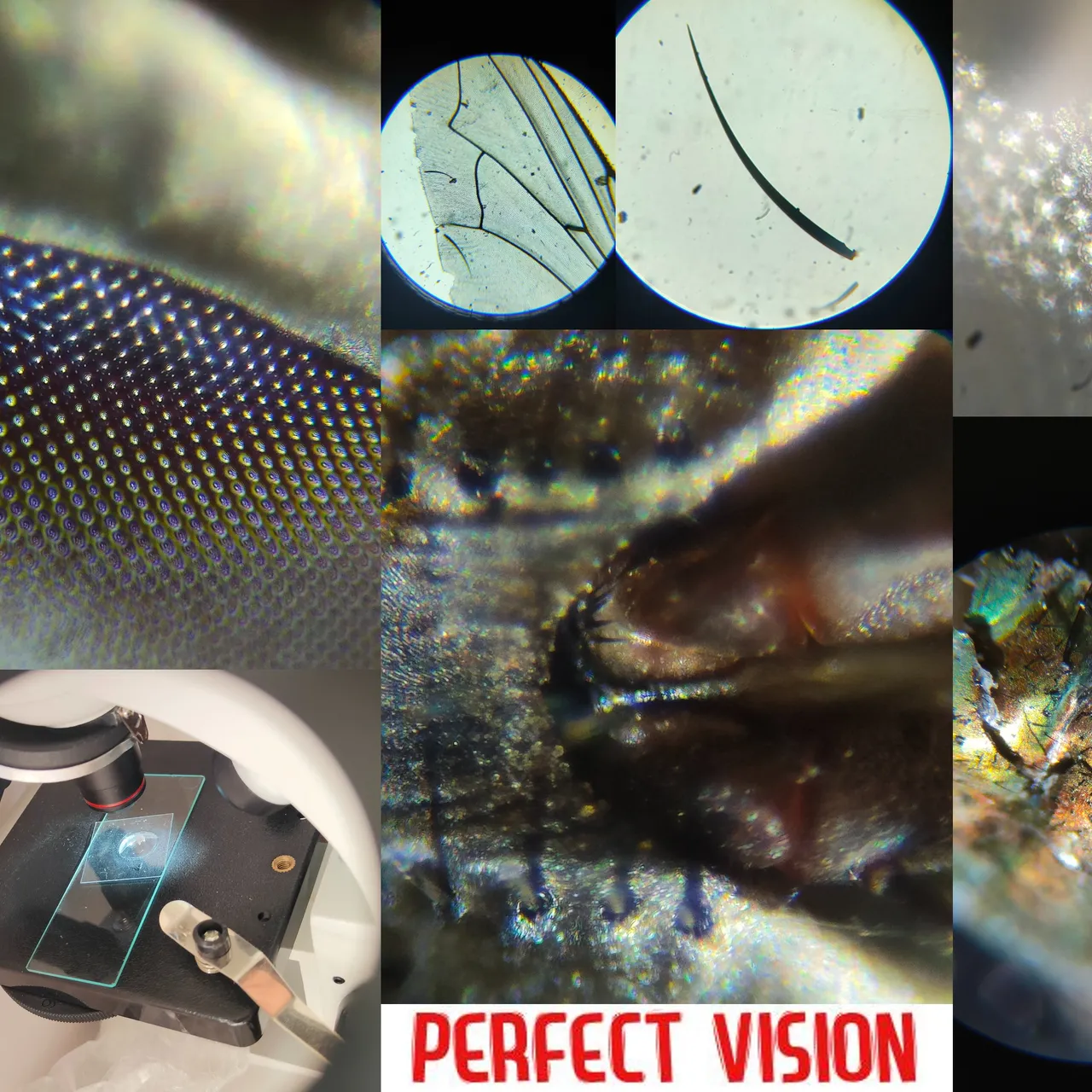 Perfect vision🧠🔬 / Vision perfecta🪰 (En-Es)