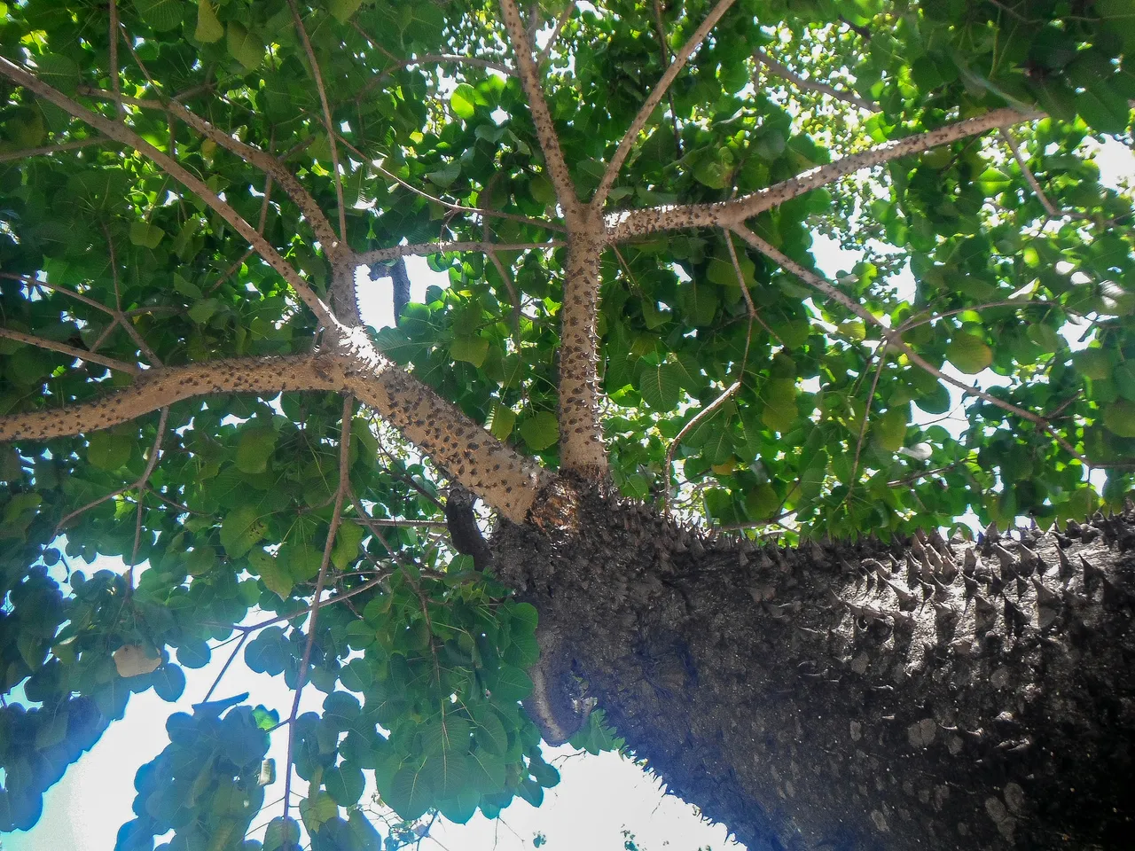 The "sandbox" tree - El "jabillo".