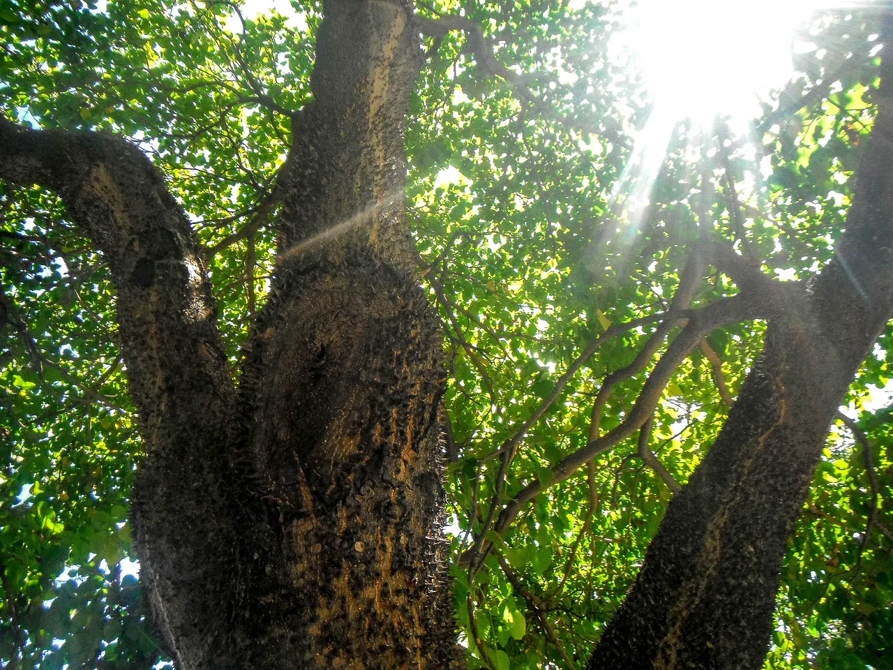The "sandbox" tree - El "jabillo".