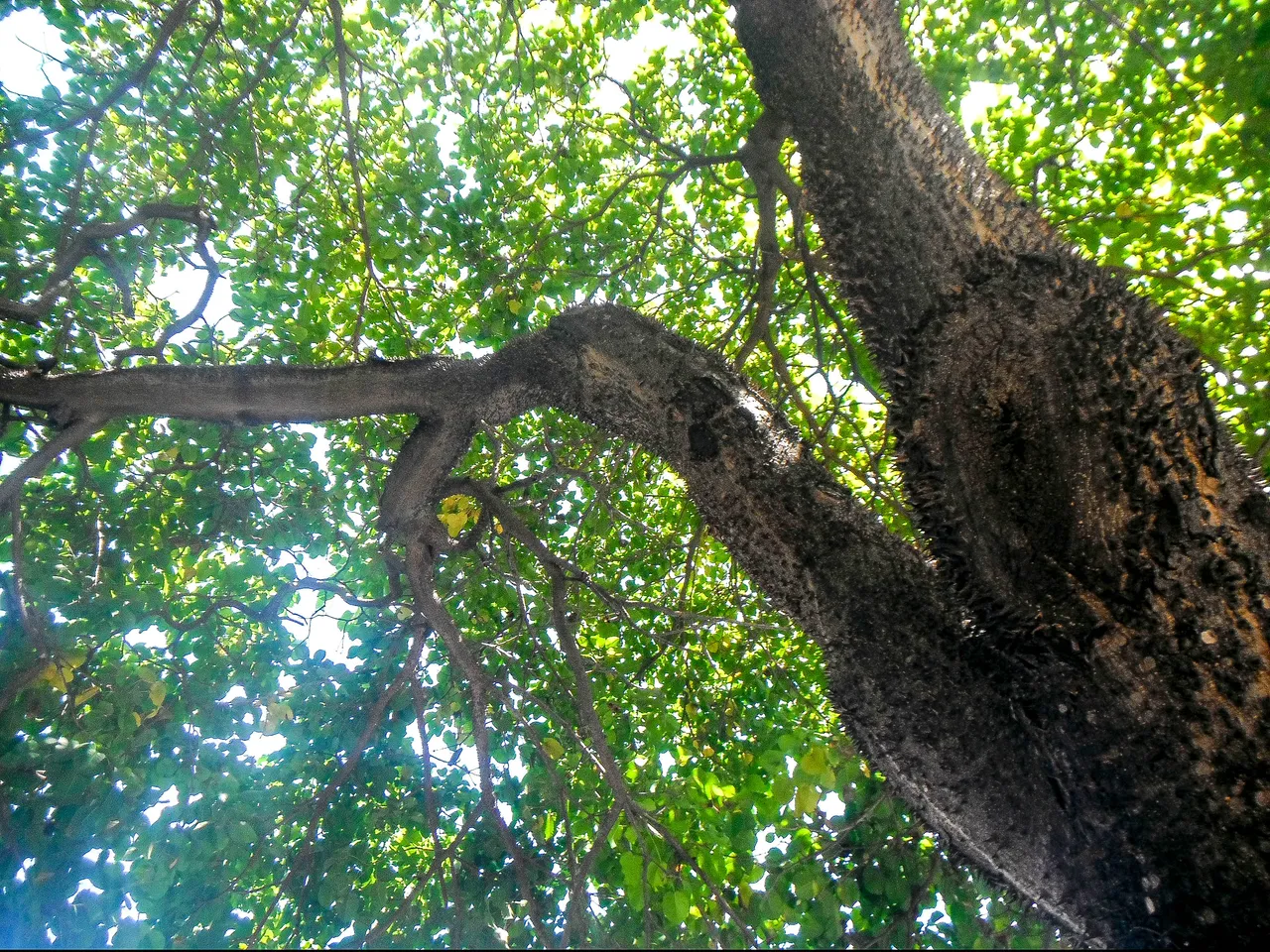 The "sandbox" tree - El "jabillo".