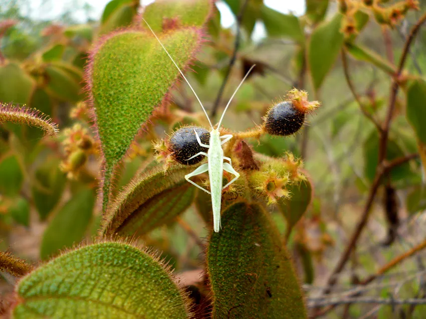 Un "grillo de árbol" (género 'Oecanthus') - A "tree cricket" (genus...
