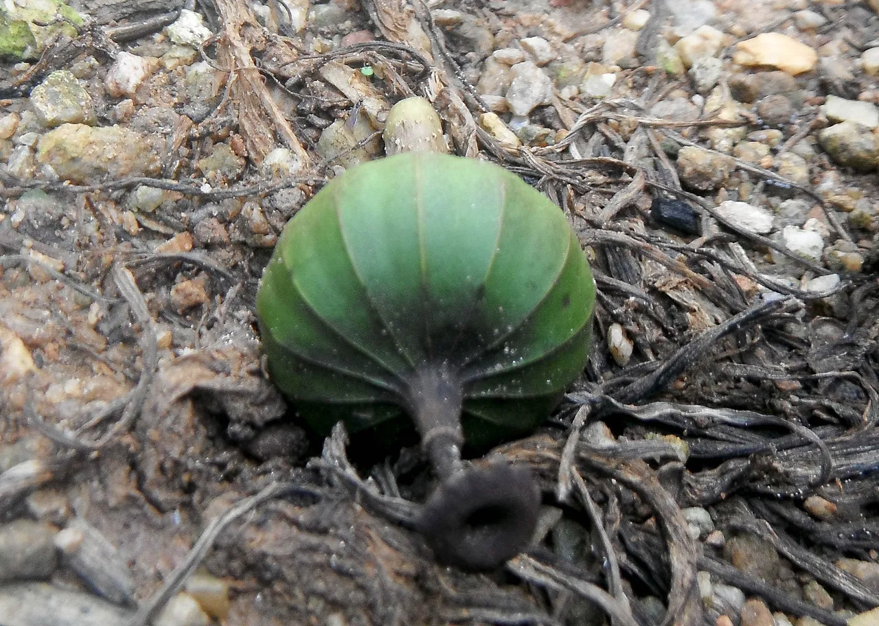 The "sandbox" tree - El "jabillo".