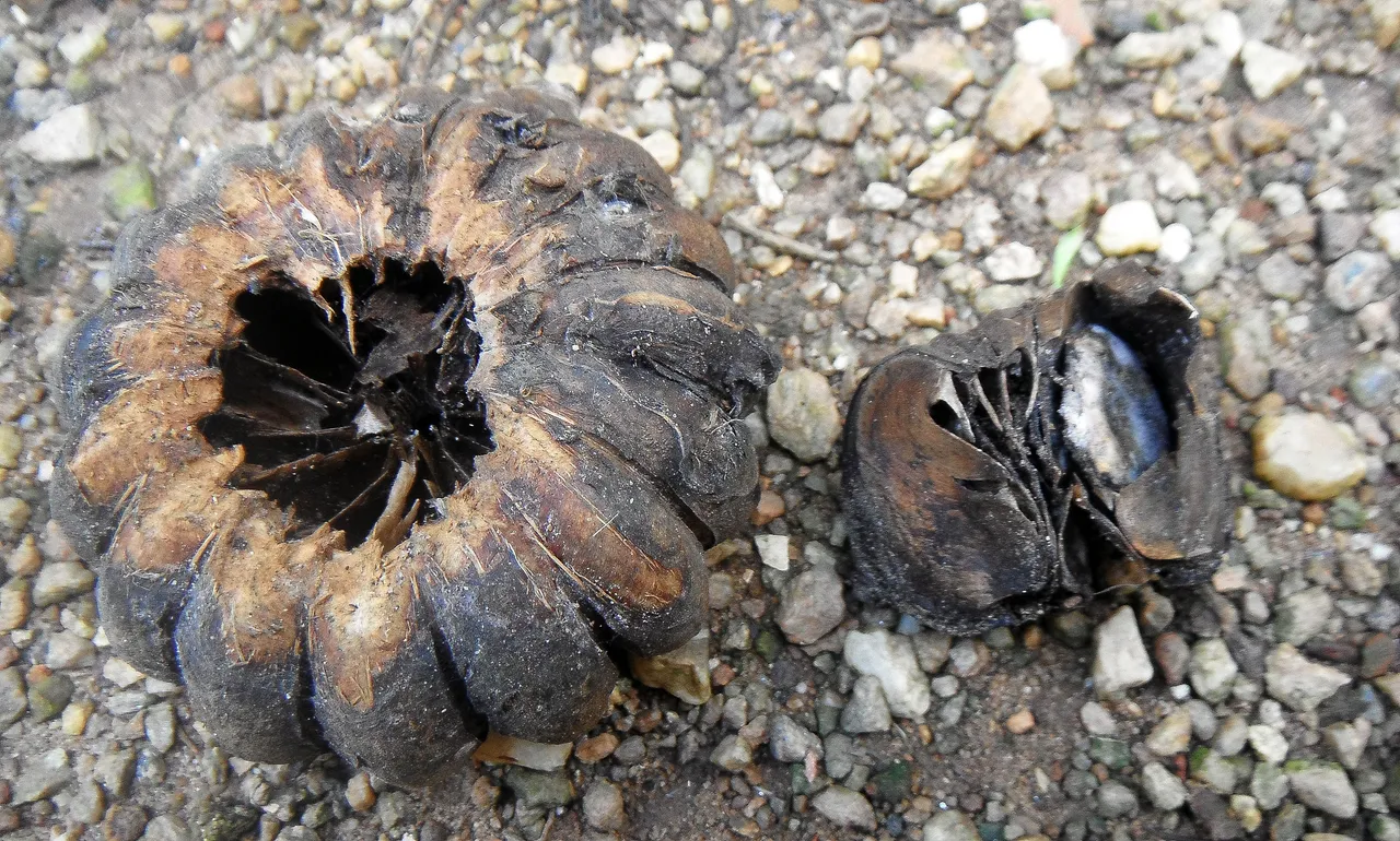 The "sandbox" tree - El "jabillo".